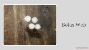 12 Types of Spider Webs: Identification With Pictures