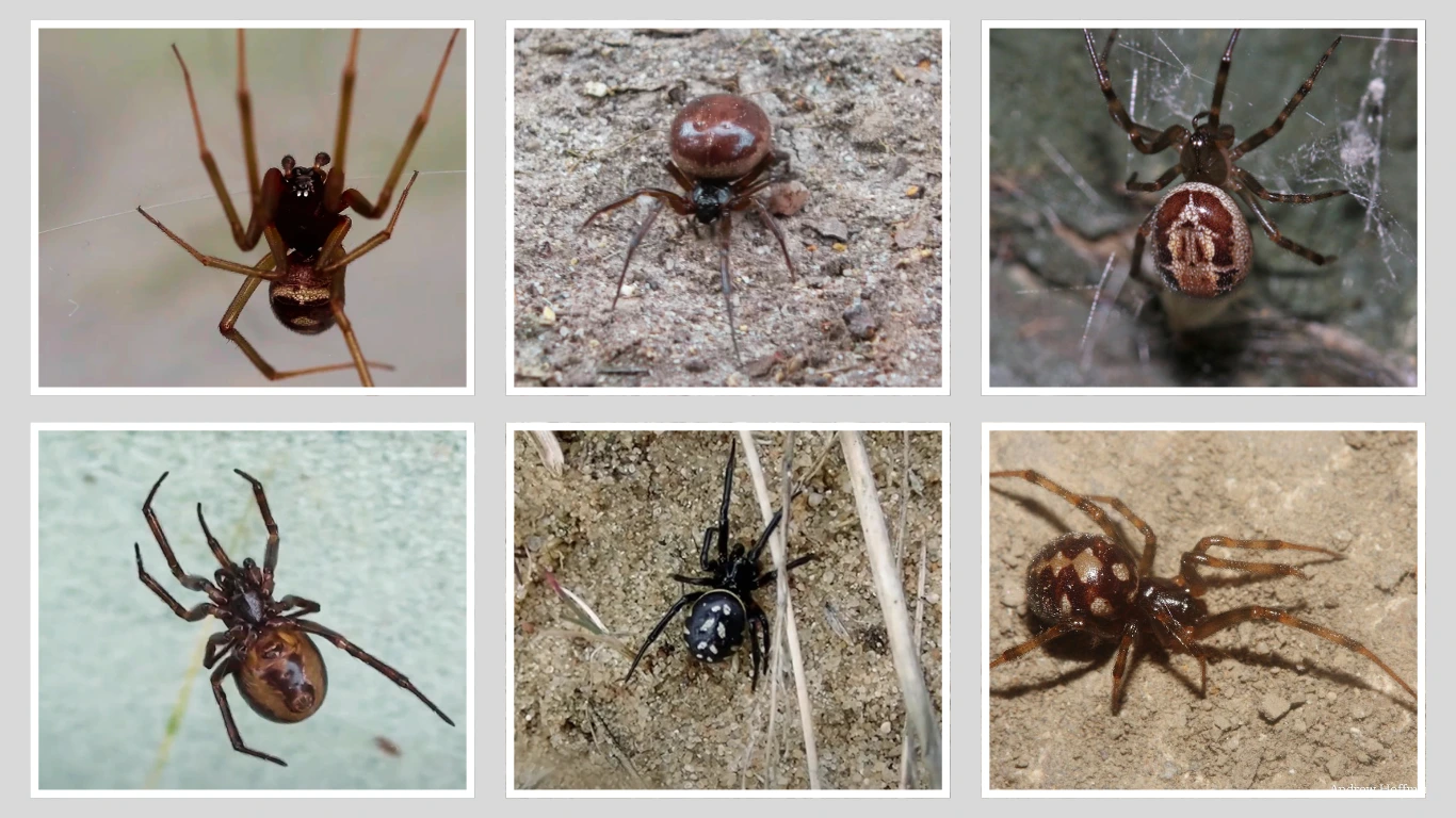 6 Types Of False Widow Spiders Identification With Images 6 Types Of False Widow Spiders Identification With Images