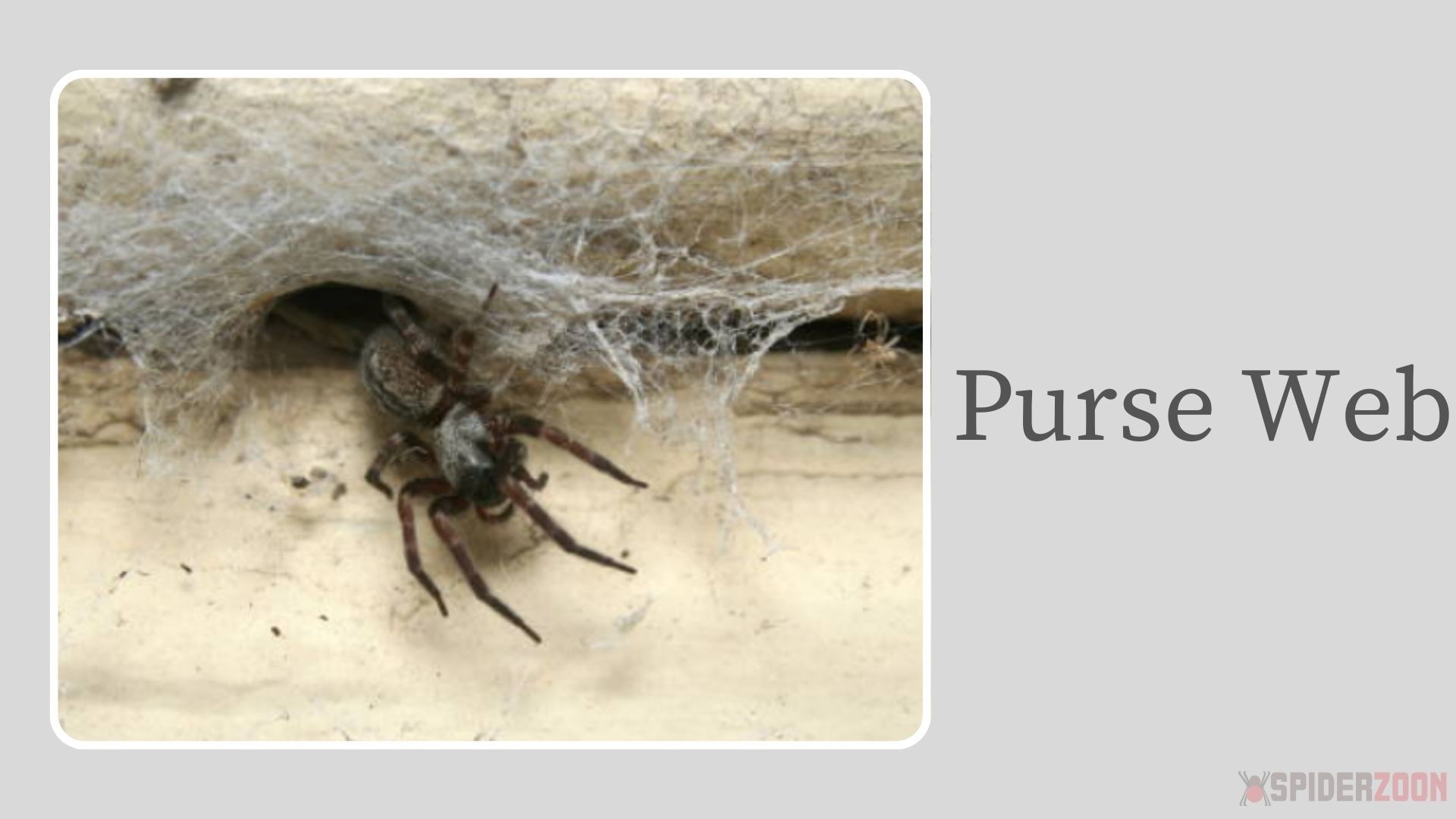 12 Types of Spider Webs: Identification With Pictures