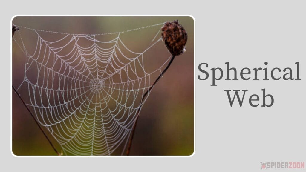 12 Types of Spider Webs: Identification With Pictures