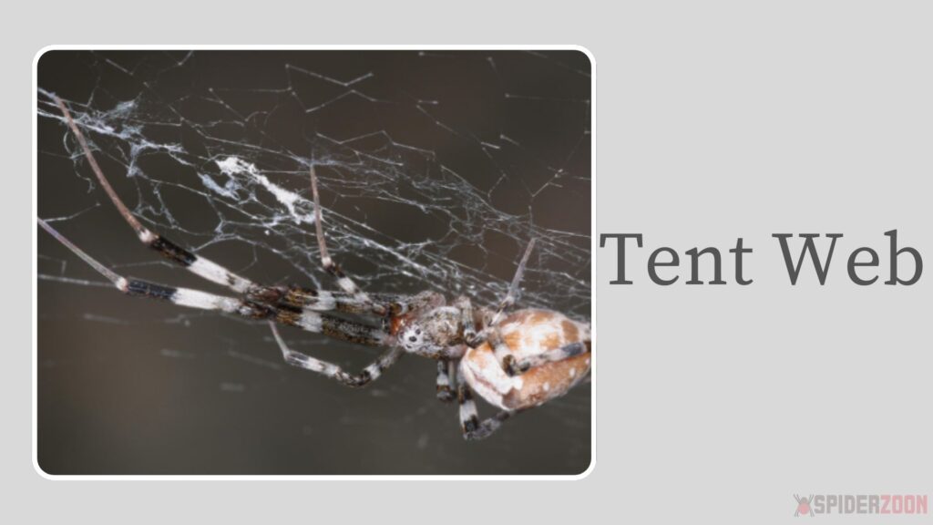 12 Types of Spider Webs: Identification With Pictures