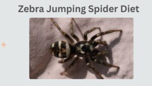 Zebra Jumping Spider: Identification, Behavior, Care & More