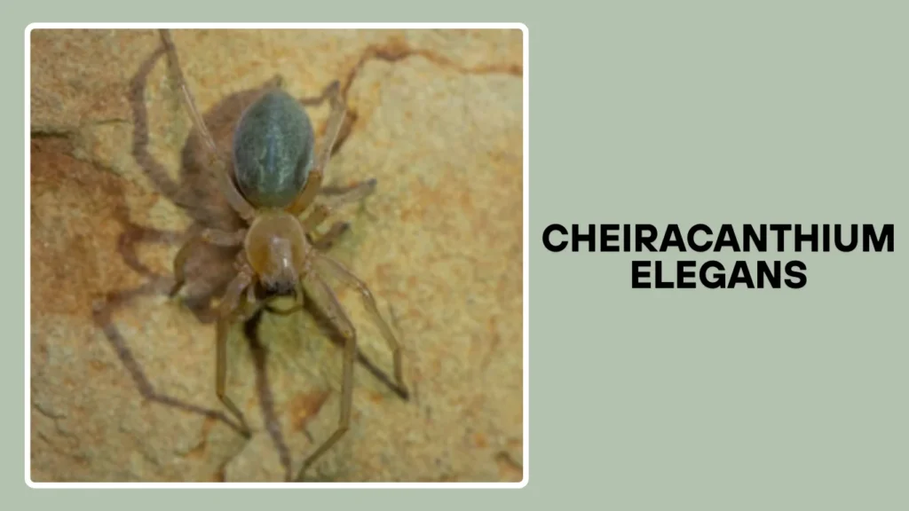 12 Types of Yellow Sac Spiders: Identification With Pictures