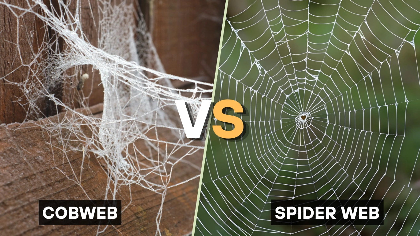 Cobweb vs Spider Web: 7 Key Differences & Common Myths