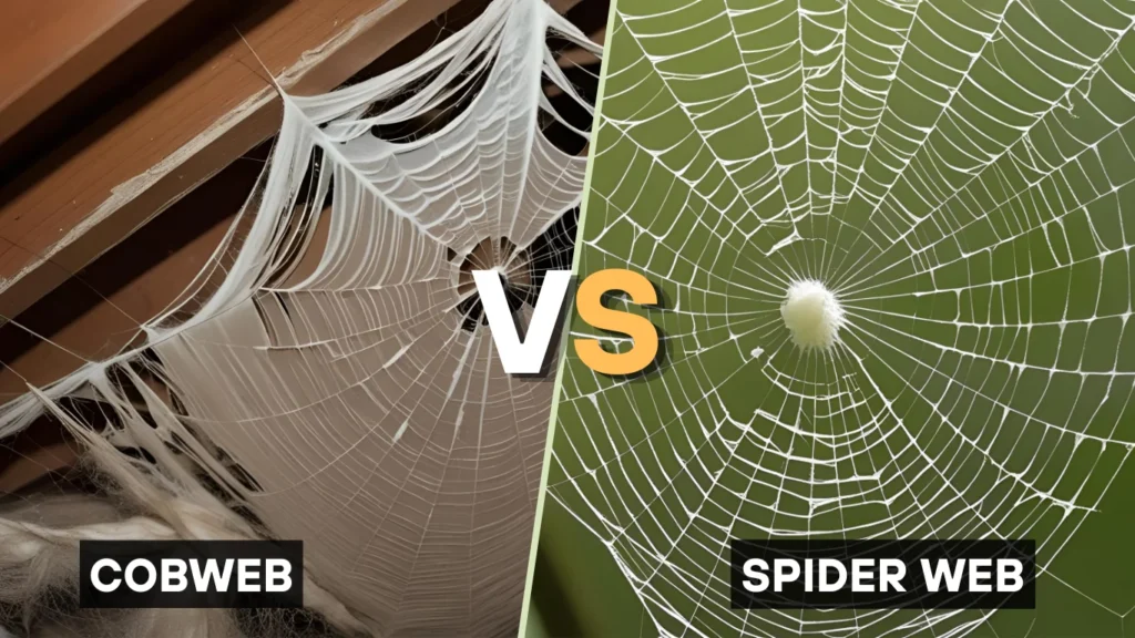 Cobweb vs Spider Web: 7 Key Differences & Common Myths