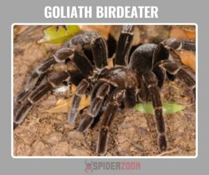 23 Goliath Birdeater Facts That Will Blow Your Mind