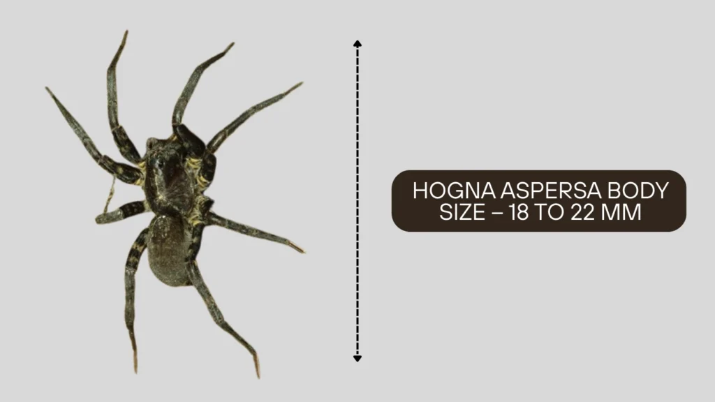 Wolf Spider Size Comparison: From Smallest to Largest Species