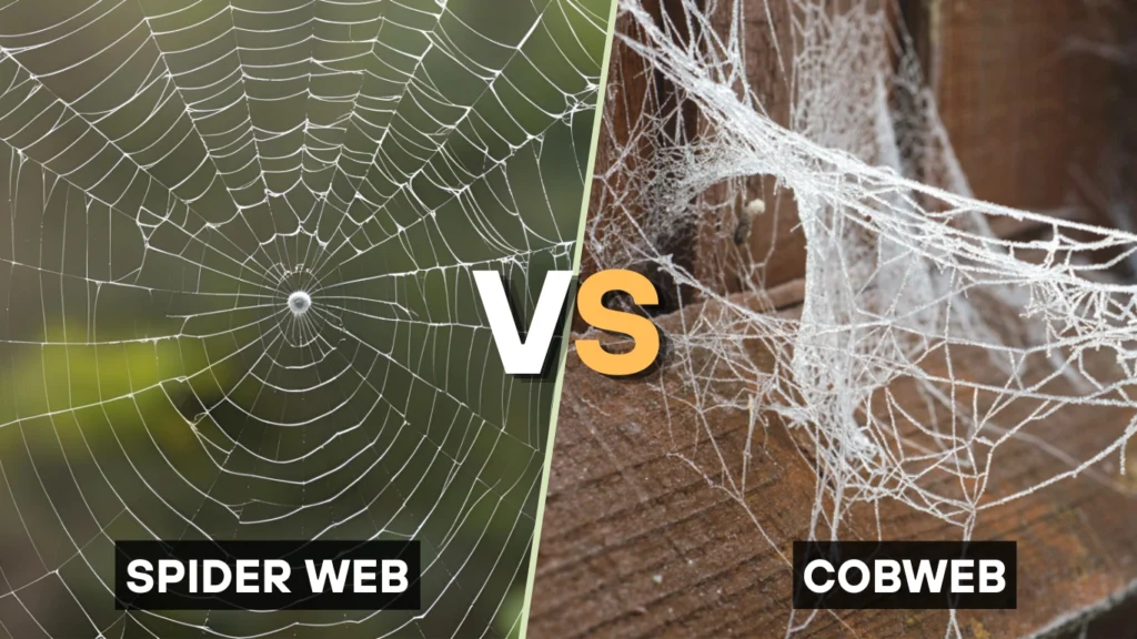 Cobweb vs Spider Web: 7 Key Differences & Common Myths