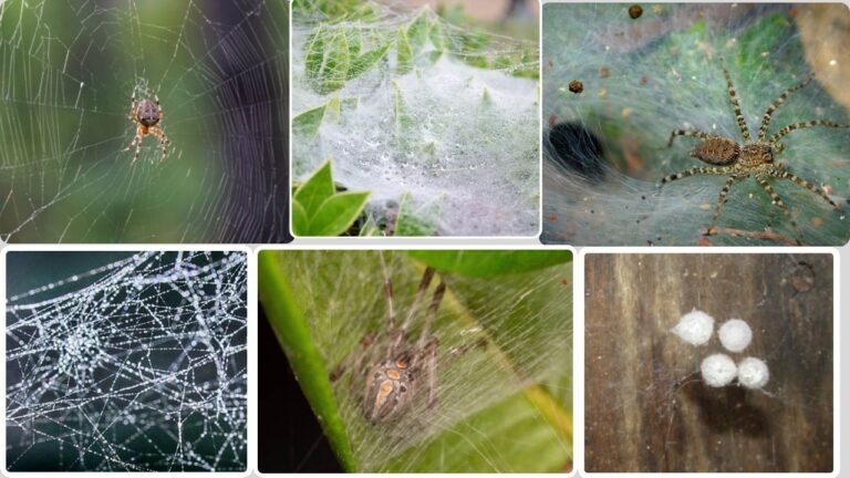 12 Types of Spider Webs: Identification With Pictures