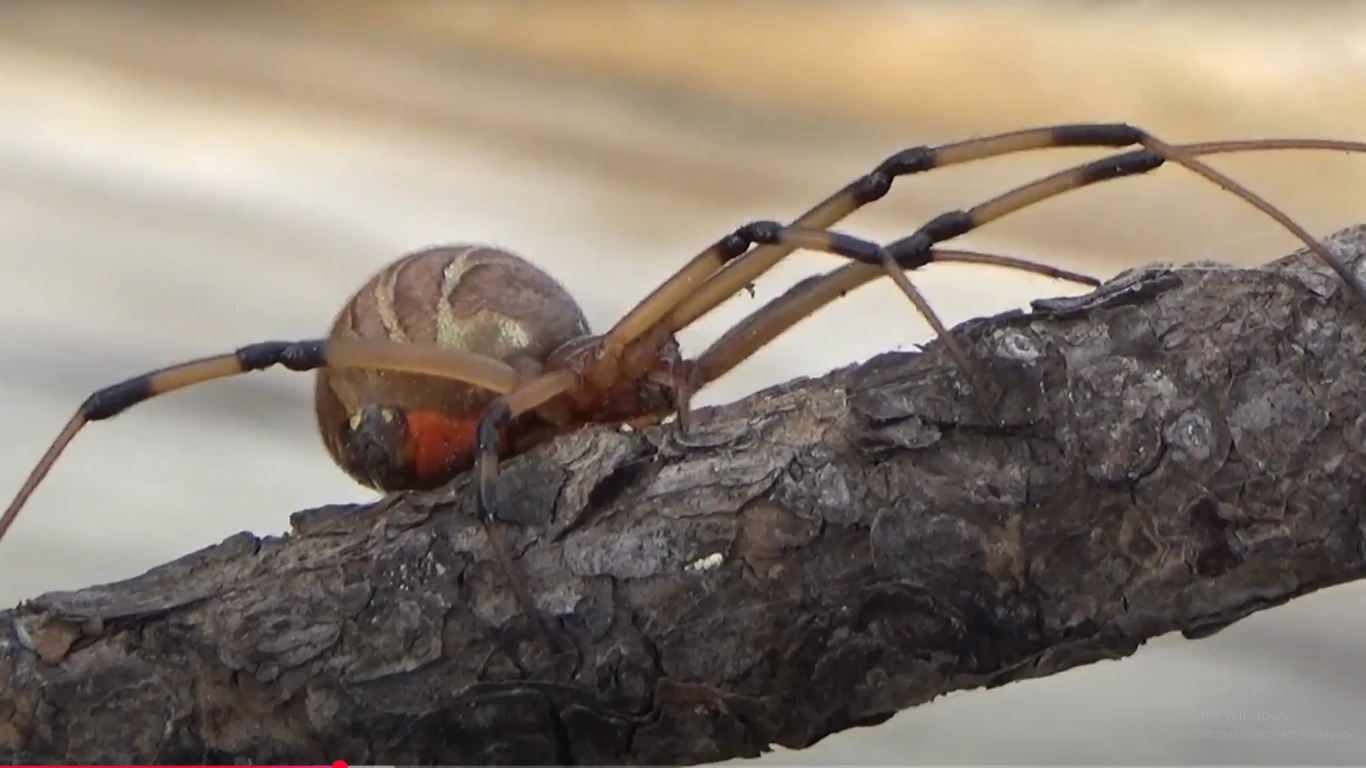 Brown Widow Spider: Bite, Egg Sacs, Identification with Pictures