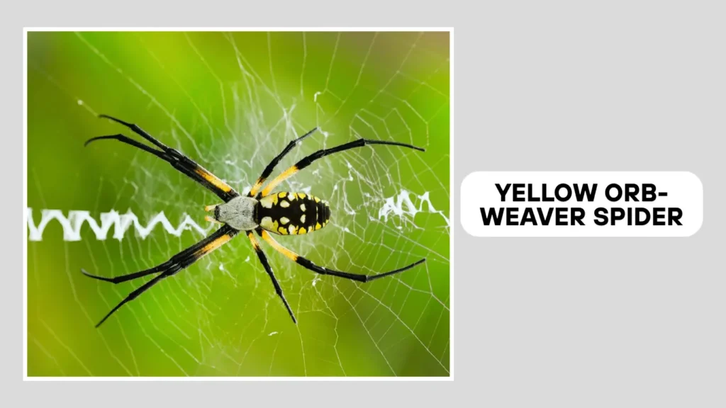 10 Types Of Yellow Spiders Identification With Pictures 10 Types Of Yellow Spiders Identification With Pictures