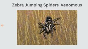 Zebra Jumping Spider: Identification, Behavior, Care & More