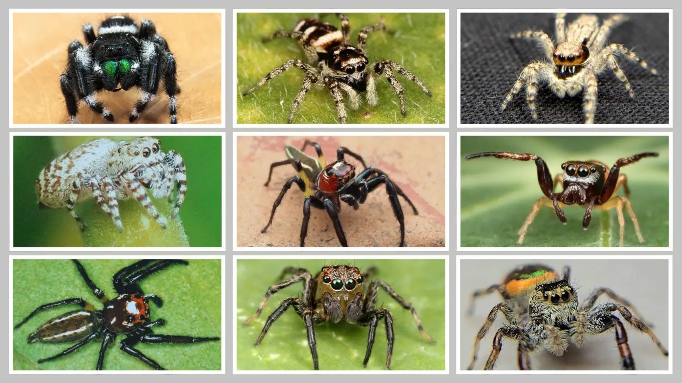 11 Black and White Jumping Spiders: Identification By Picture