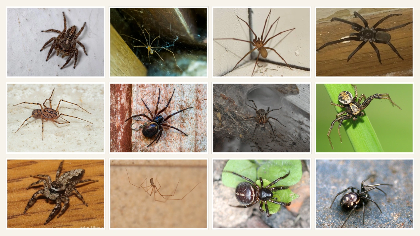 7 Small Red Spiders In House In 2024 (ID With Photo)