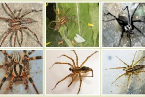 Spider Types