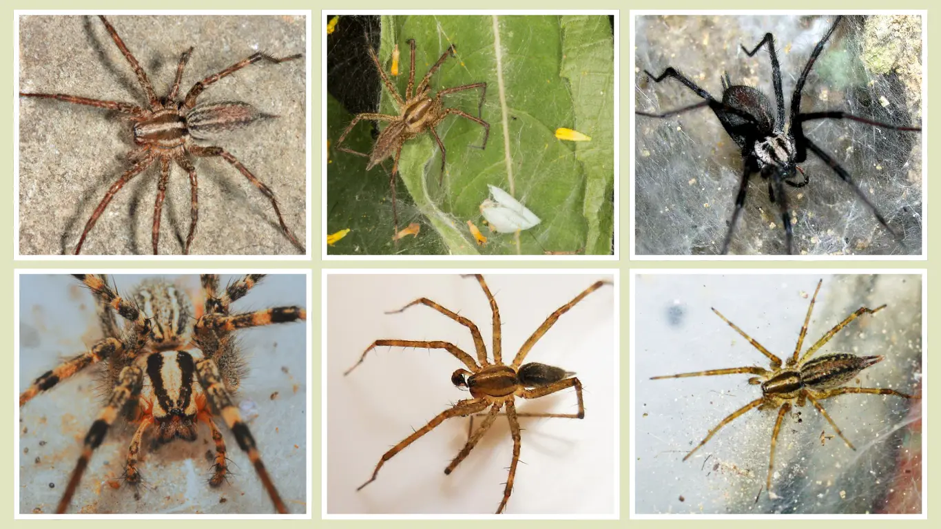 42 types of spiders: Identification by images And Name