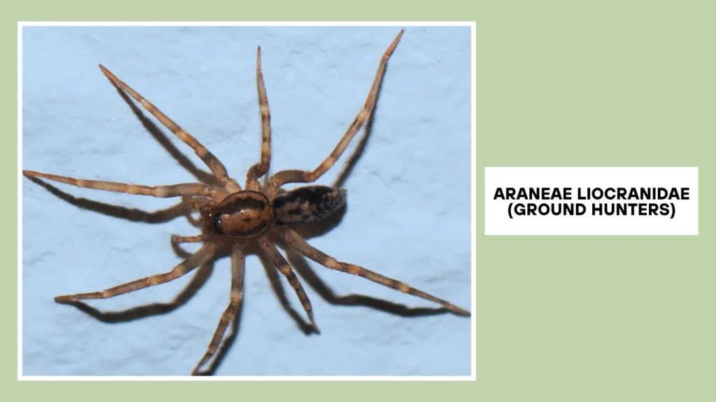 Order Araneae (True Spiders): Identification with Pictures