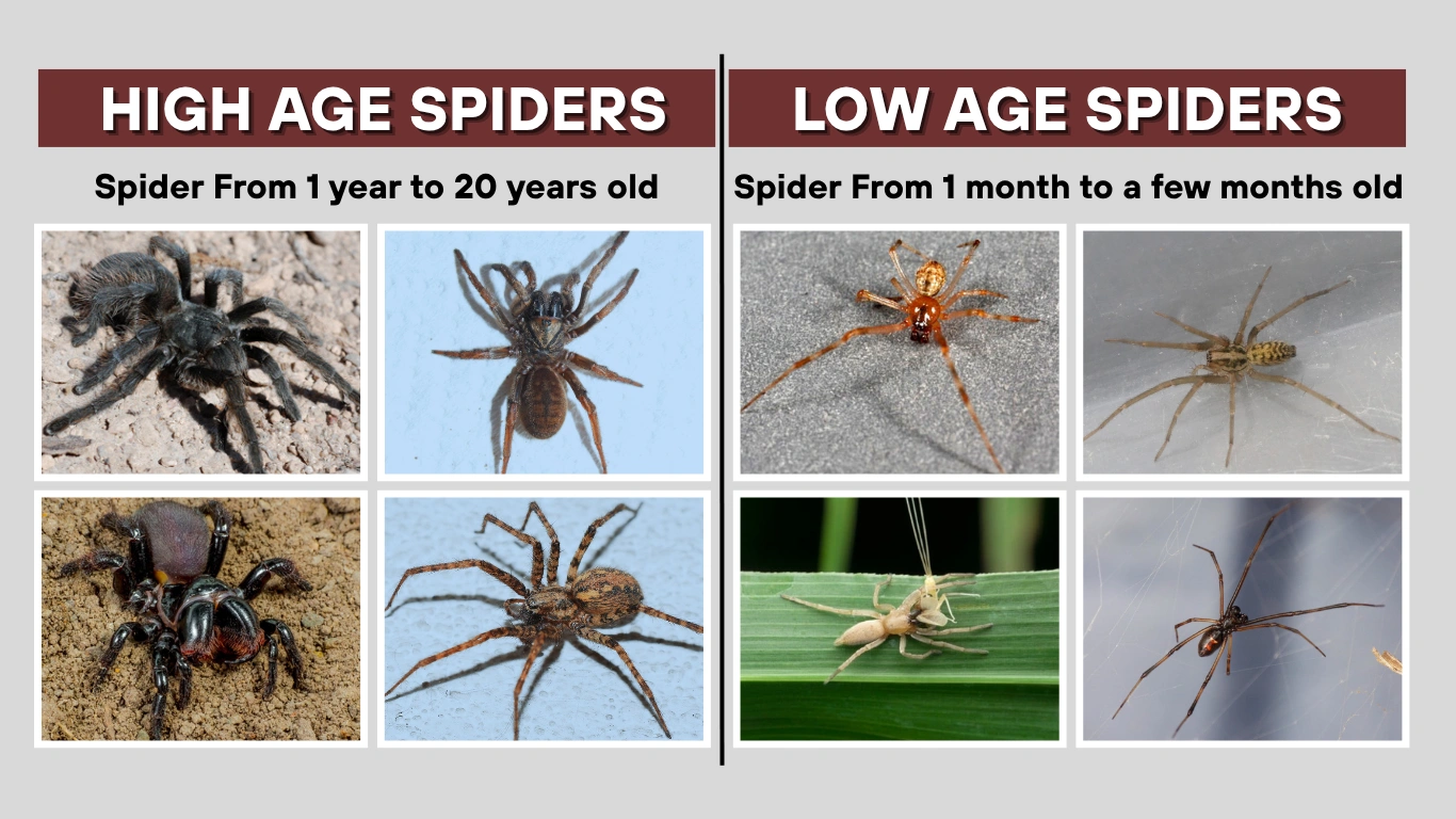 Average Lifespan of Spiders: Longest to Shortest Living Species