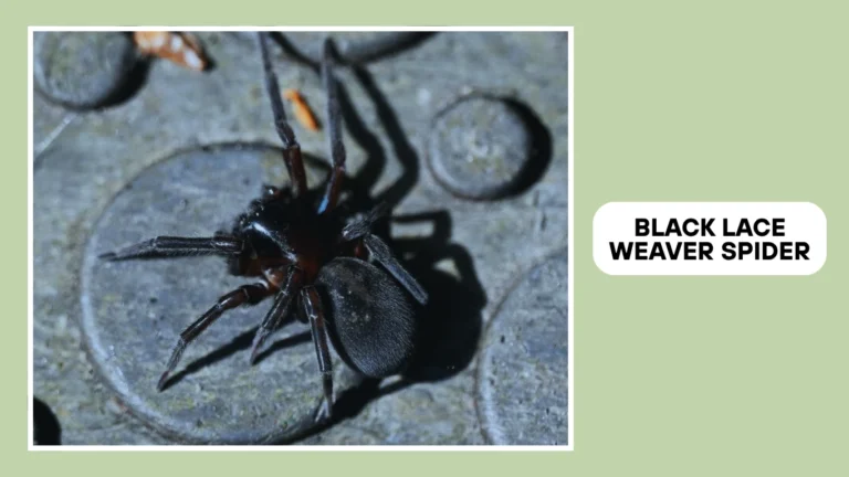 - Wellcome to SpiderZoon