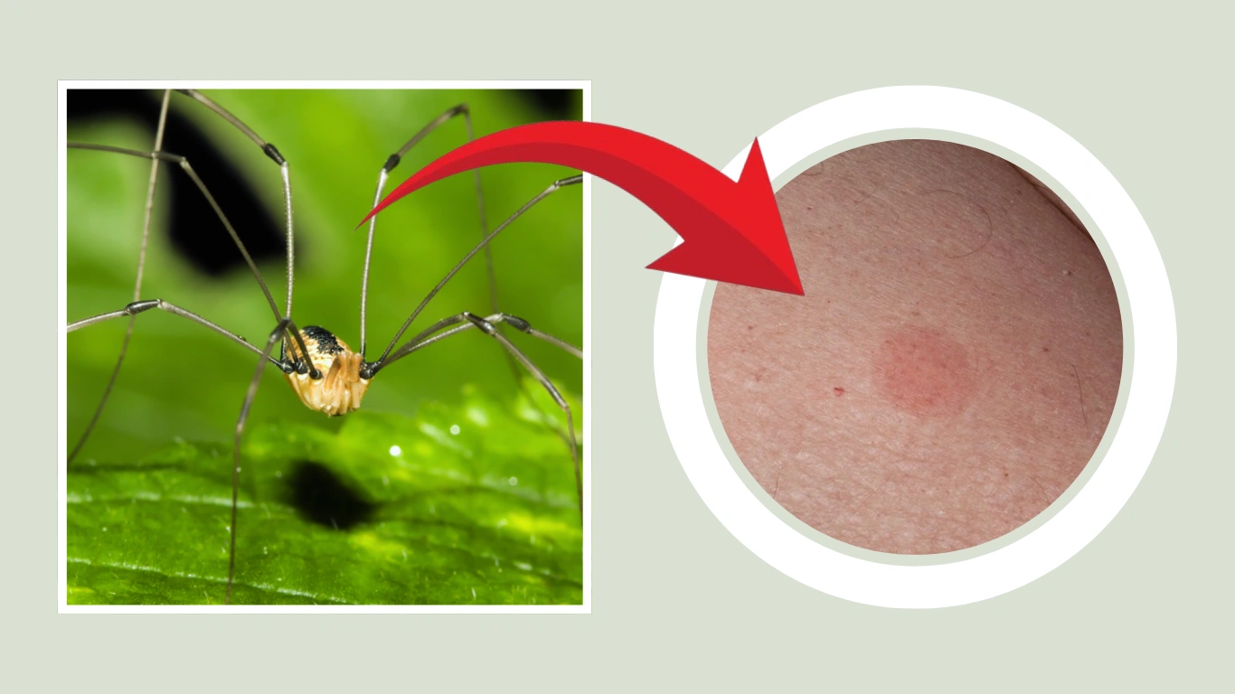 Are Daddy Long Legs Poisonous? Truth Or Myth?