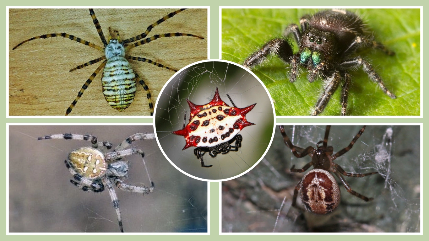 Everything You Need to Know About the Redback Spider