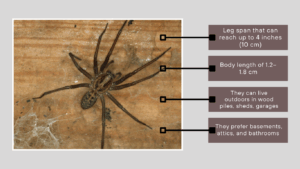 Giant House Spiders: 15 FAQs About Size, Bites, Behavior & Indoor Habits