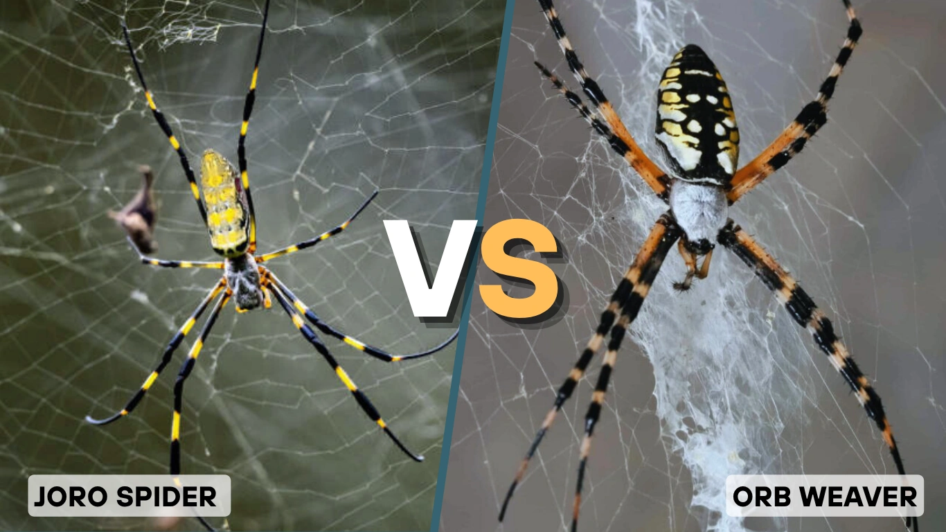 Joro Spider vs Orb Weaver: What Are the Differences?