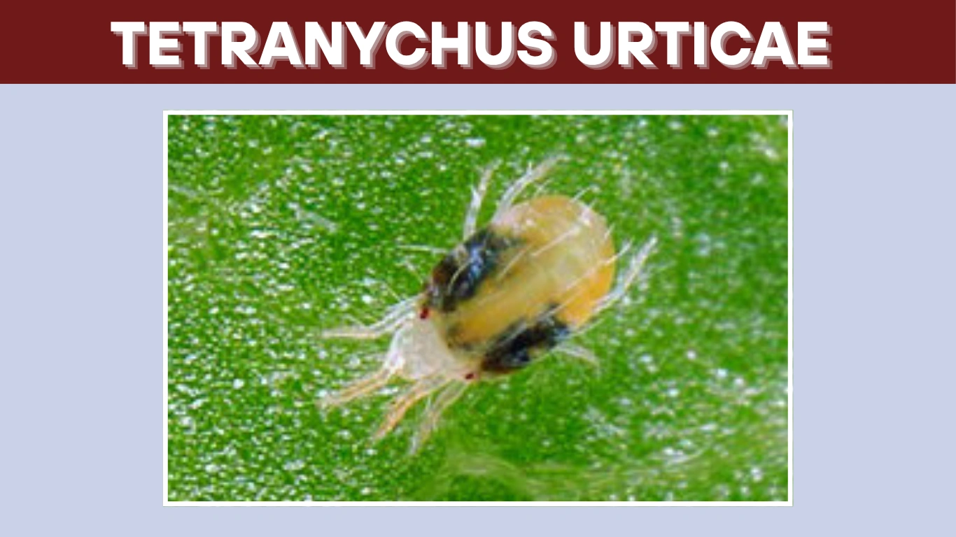 Tetranychus Urticae Two Spotted Spider Mite Identification Life Tetranychus Urticae Two Spotted Spider Mite Identification Life
