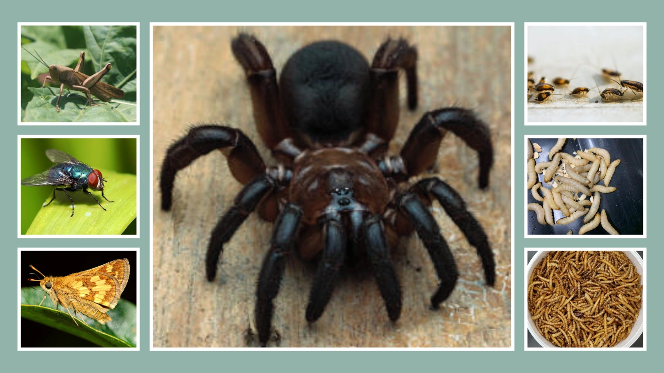 What Do Trapdoor Spiders Eat? Diet, Hunting Tactics, & Feeding