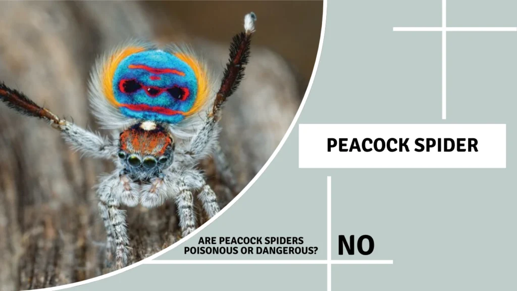 Peacock Spiders: Size, Lifespan, Poisonous, Diet and More