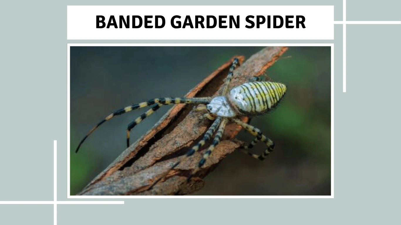 Everything You Need to Know About the Redback Spider