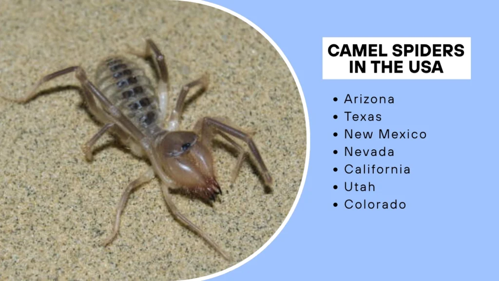 Camel Spider : Size, Bite, Habitat, ID with Pictures