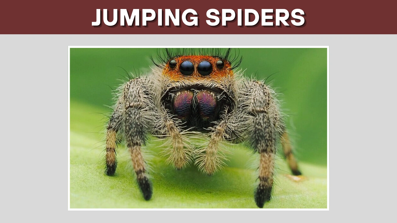 Cute Jumping Spiders Facts and Images of my Garden