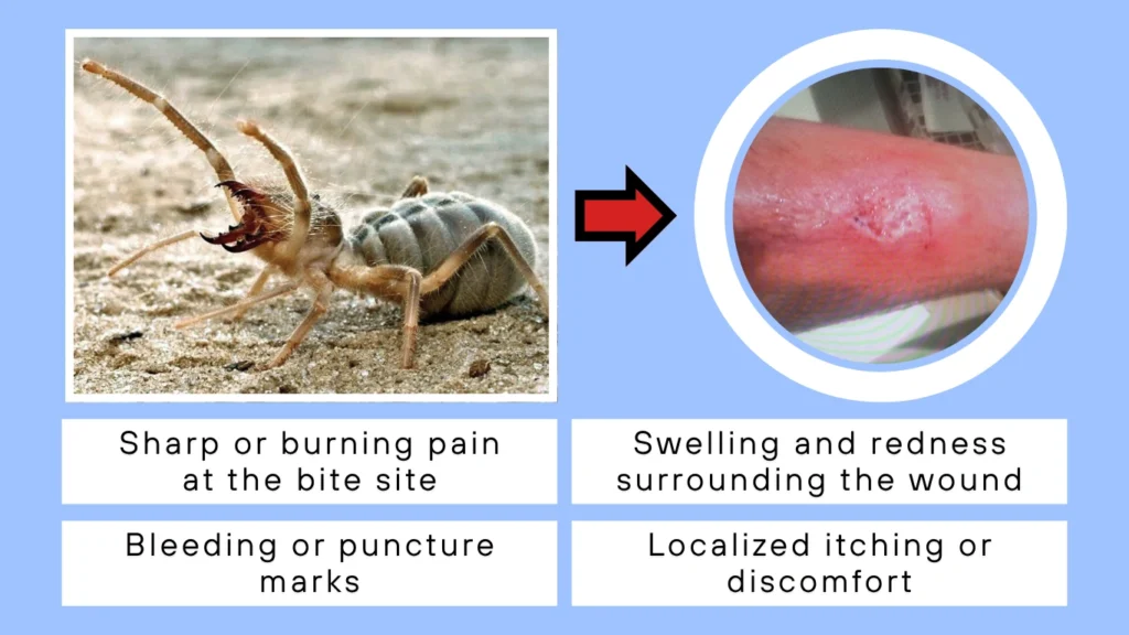 Camel Spider Bite: Symptoms, Identification With Pictures