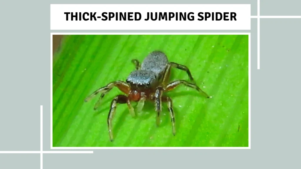 12 Stunning Pink and Purple Spiders: You’ve Never Seen
