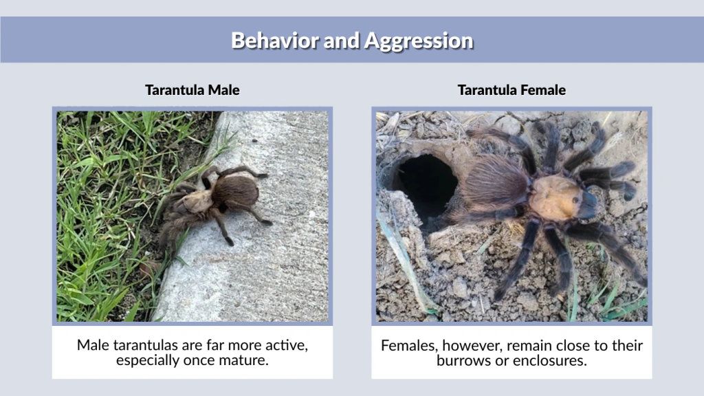 Male vs Female Tarantulas:Identify the Key Differences