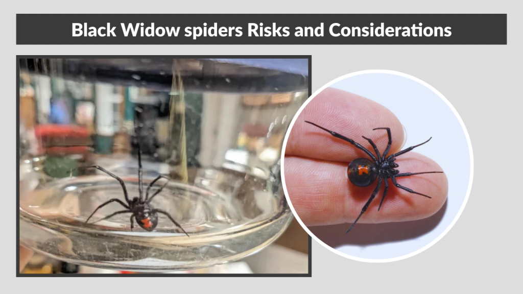 Black Widow Spider as a Pet: A Complete Guide