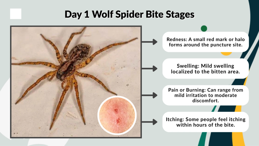 Wolf Spider Bite Stages: From Day 1 to 7 Days Symptoms