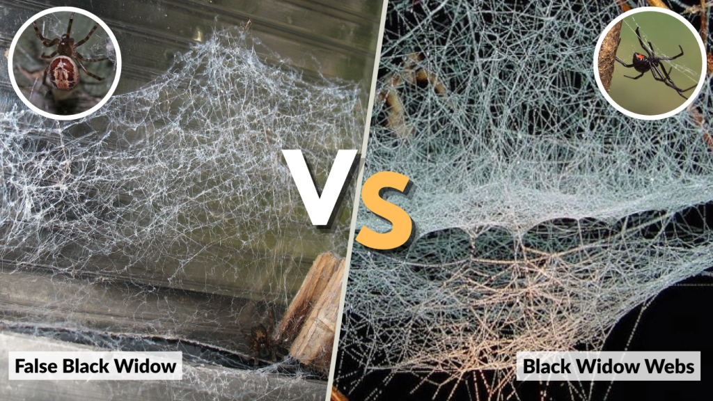 Black Widow Spider Web Identification: Patterns, Appearance & Facts