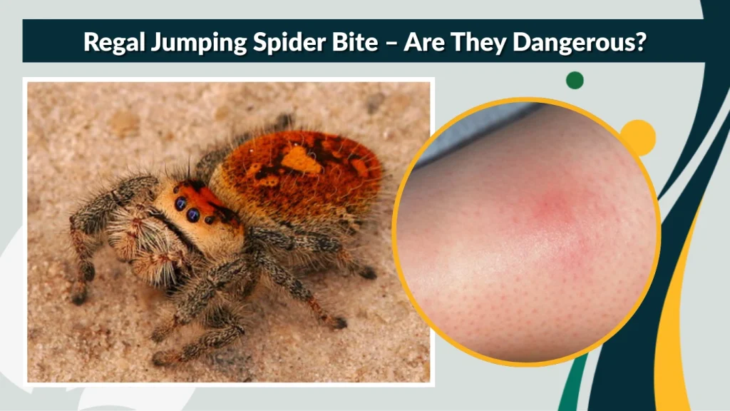 Regal Jumping Spider: Care, Size, Lifespan & Identification