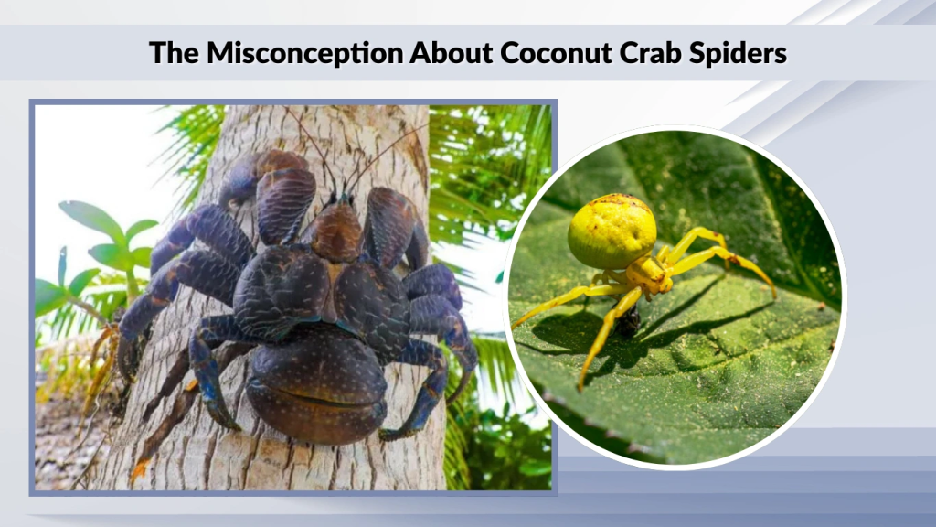Australian Crab Spider : Myths, Species, and Facts