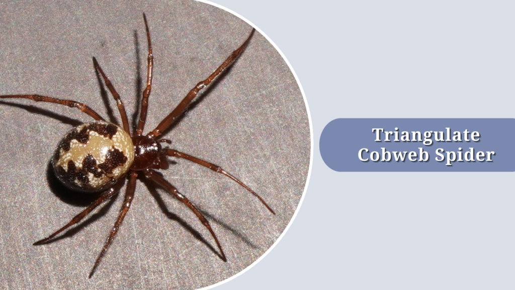 13 Orange Spiders in Colorado: Identification and Characteristics