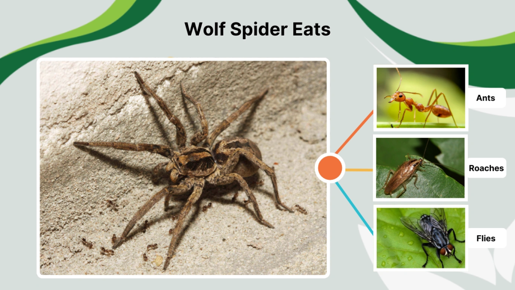 What Does a Wolf Spider Eat? 10 Common Foods They Love to Eat