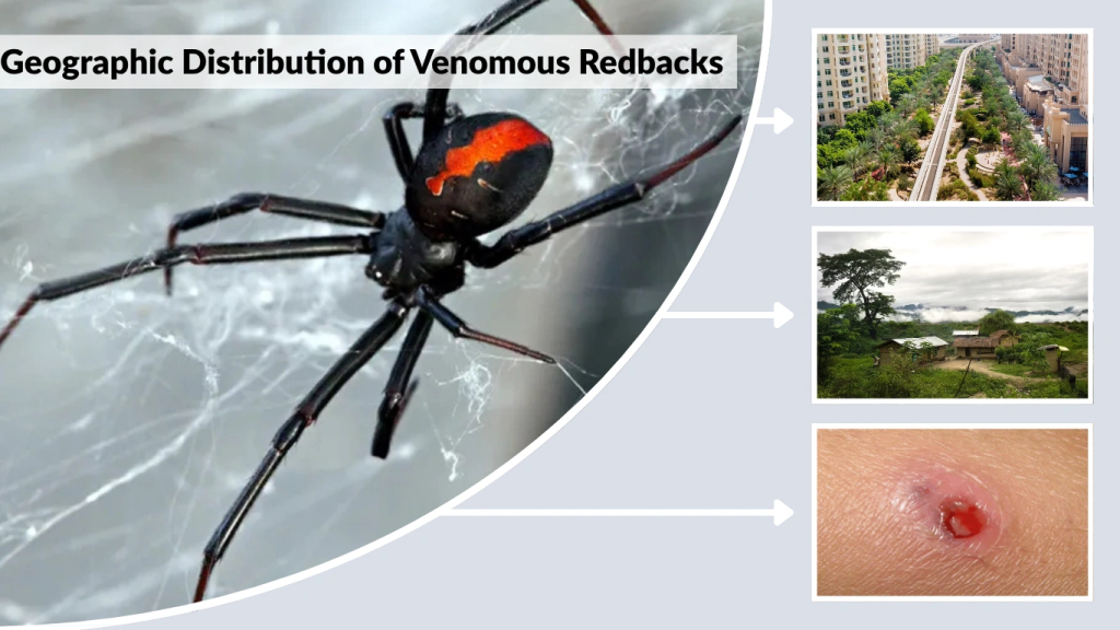 Redback Spider Poison and Venom: How Poisonous Is the Redback Spider?