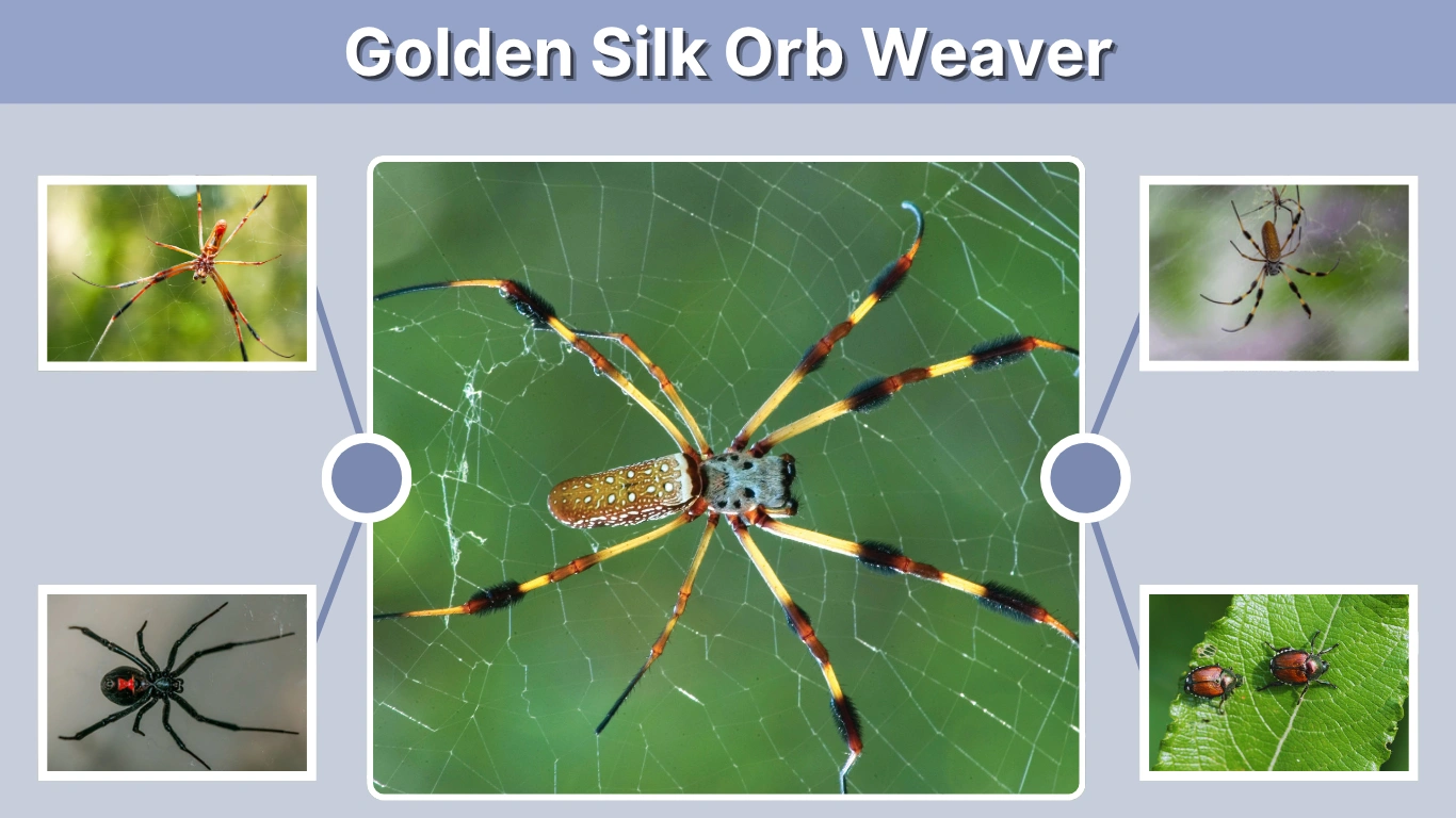 Golden Silk Orb Weaver Size Compared with Other Spiders