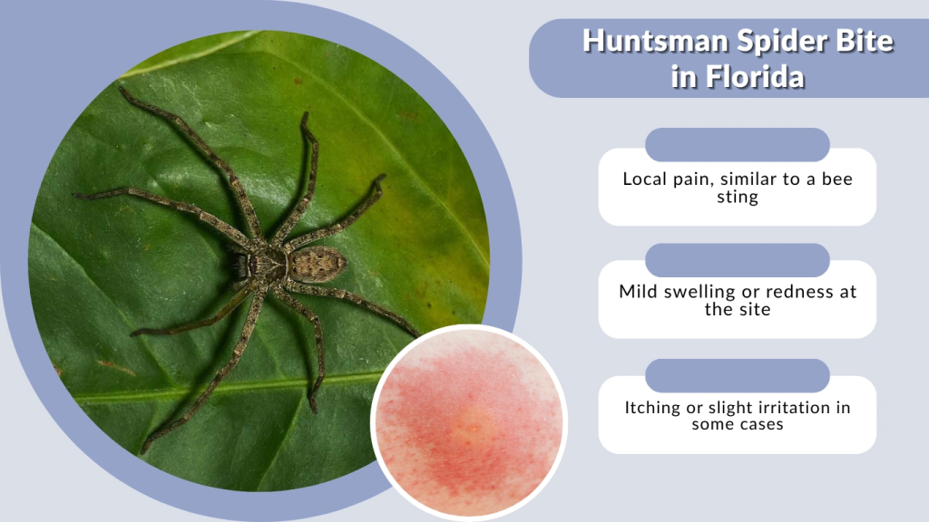 Huntsman Spider in Florida: Size, Bite, Habitat, and Identification