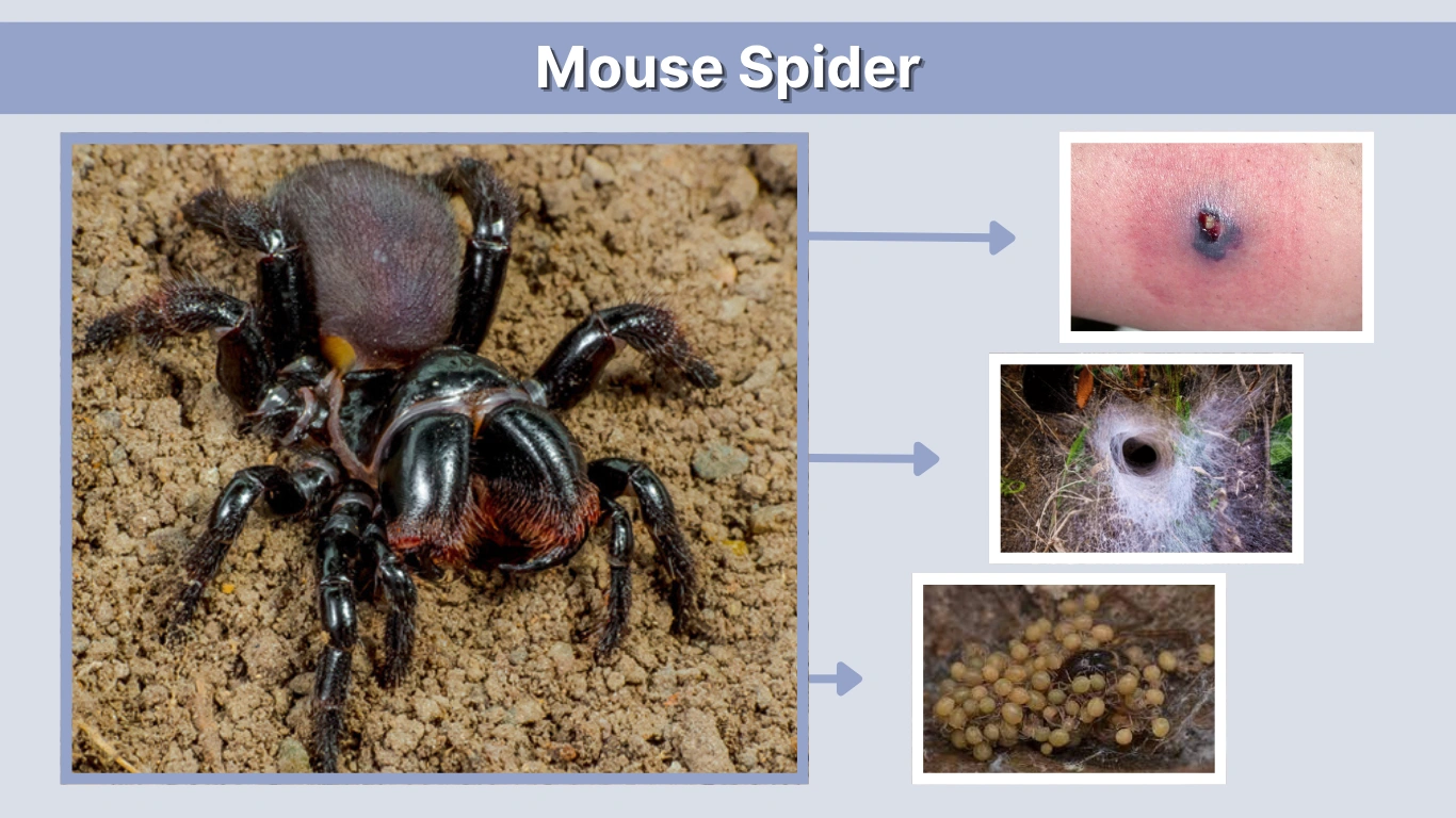 Mouse Spider: Deadly Facts, Appearance & Global Presence
