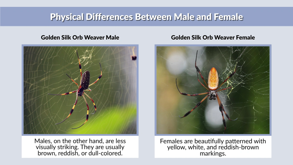 Golden Silk Orb Weaver Male vs Female: Key Differences Identification