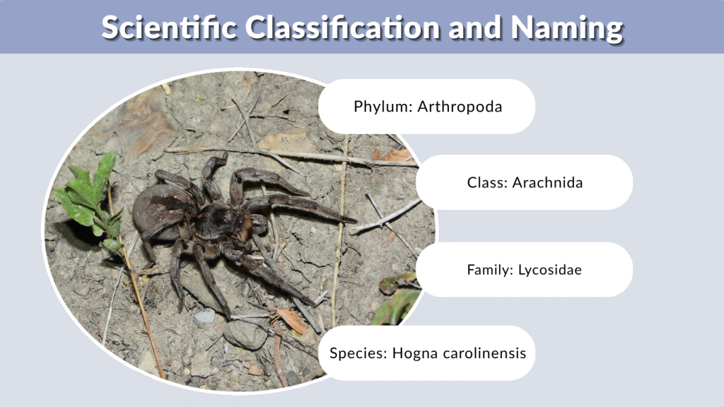 Wolf Spider Hogna Carolinensis: Appearance, Habitat, Bite Symptoms & Facts
