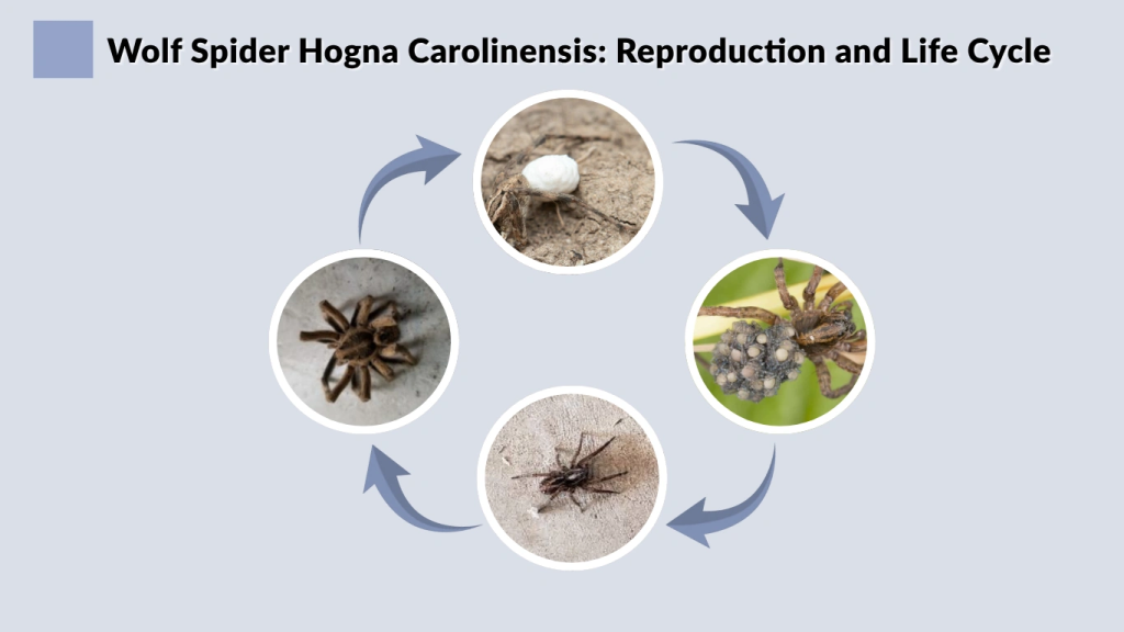 Wolf Spider Hogna Carolinensis: Appearance, Habitat, Bite Symptoms & Facts